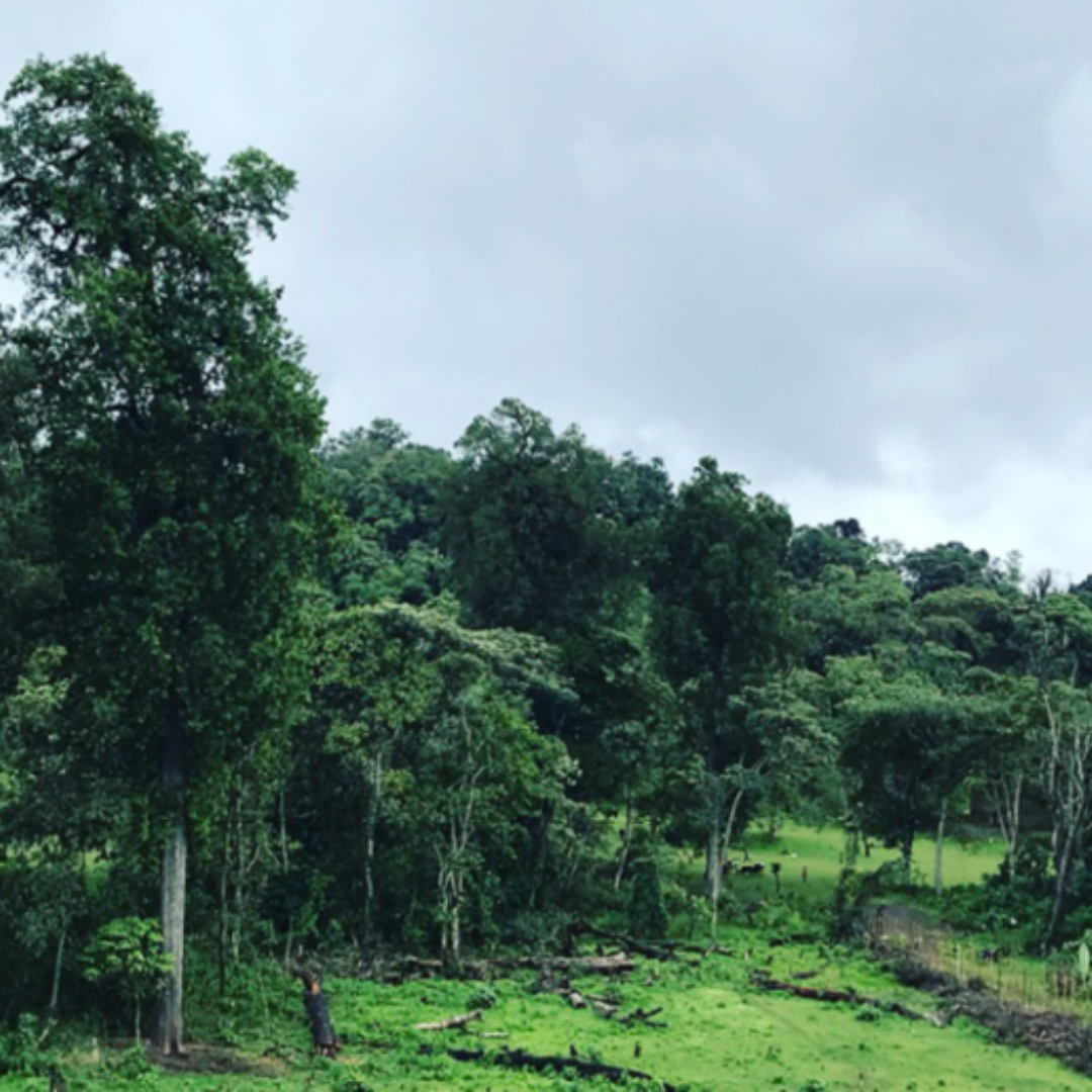 Bishan Dimo Coffee: A Specialty Brew from Ethiopia – Lion's Head Coffee